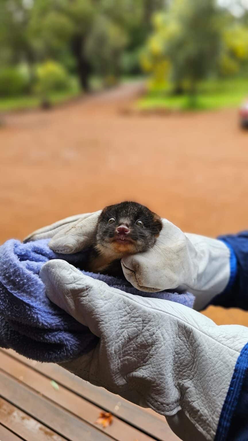 Fauna Handling Courses - Animal Ark
