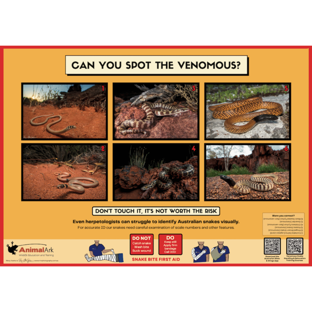 Australian Snake Bite First Aid POSTER - Animal Ark