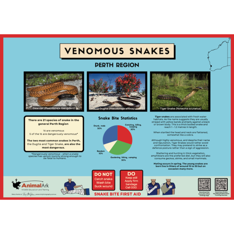 Venomous Snakes of the Perth Region POSTER - Animal Ark