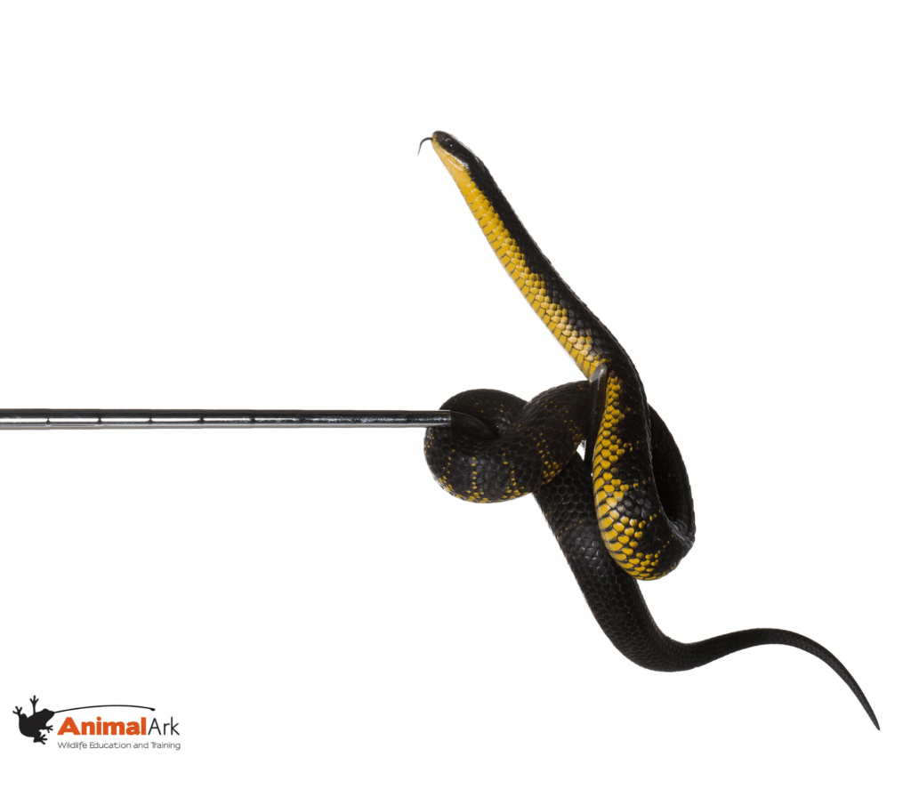 2 SNAKE HOOKS for ONLY $120 - Animal Ark