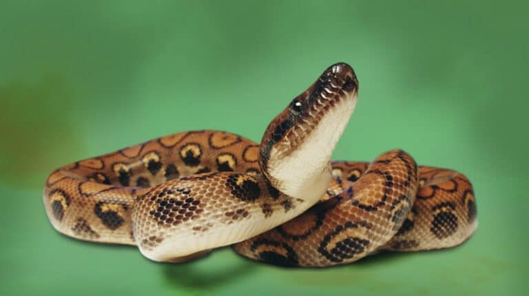 Snake Handling Kit Team - Animal Ark